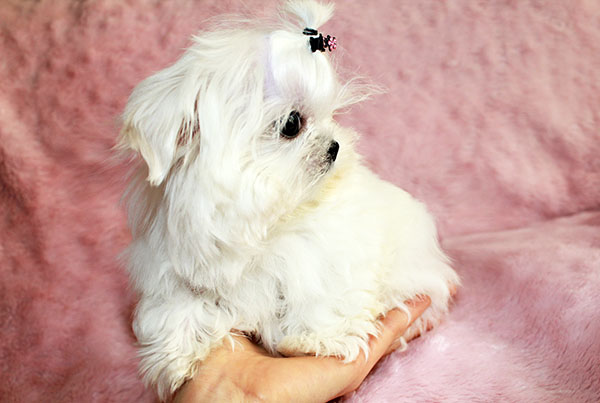 More Pics of Micro Maltese "Mimi" iheartteacups Puppy! - iHeartTeacups