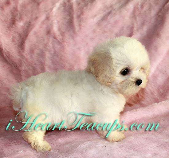 More Pics of Teacup Maltese Poodle Puppy Phoebe! - iHeartTeacups