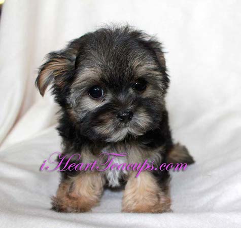 "Ella"- Pocket Baby!! Tiny Teacup Morkie Puppy ~ SOLD!!! - iHeartTeacups