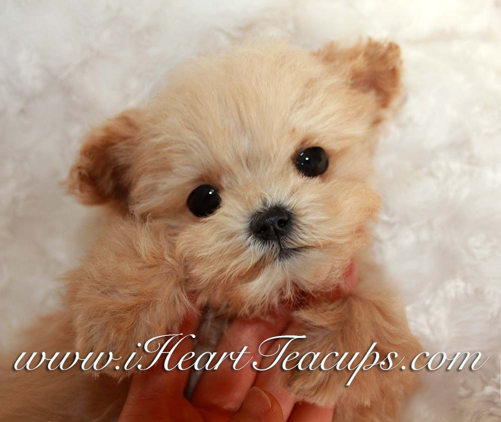 Teacup Maltipoo Puppy Applehead! - iHeartTeacups