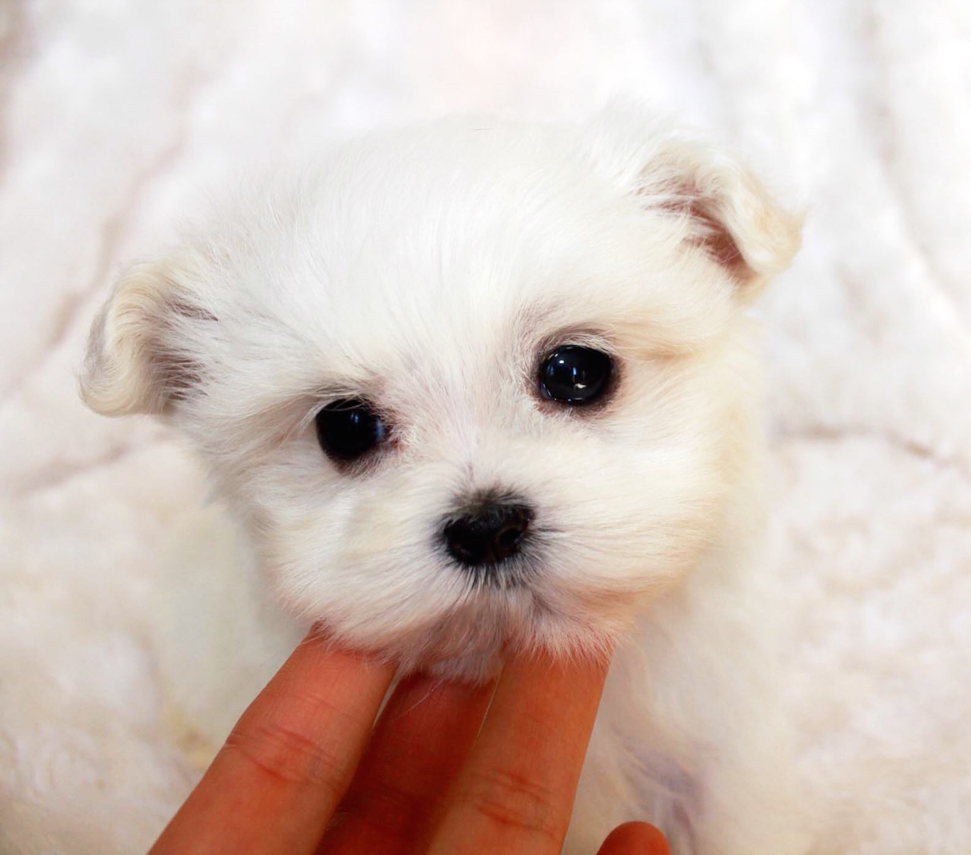 Micro Teacup Malti Poo Puppy for sale! - iHeartTeacups