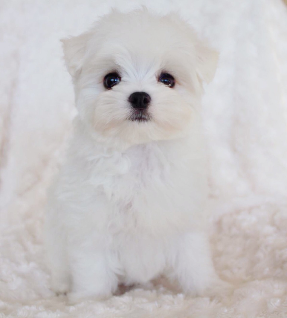 Teacup Malti Poo Puppy for sale "Lil Powder Puff" - iHeartTeacups