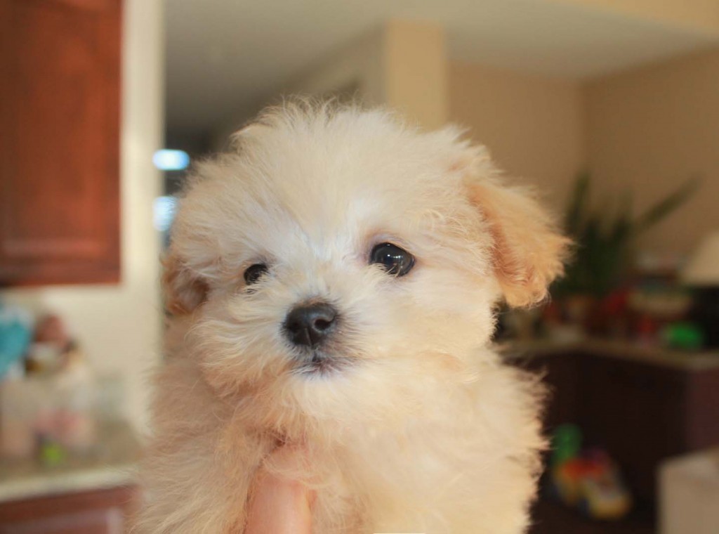 Teacup Malti Poo Puppy for sale - iHeartTeacups