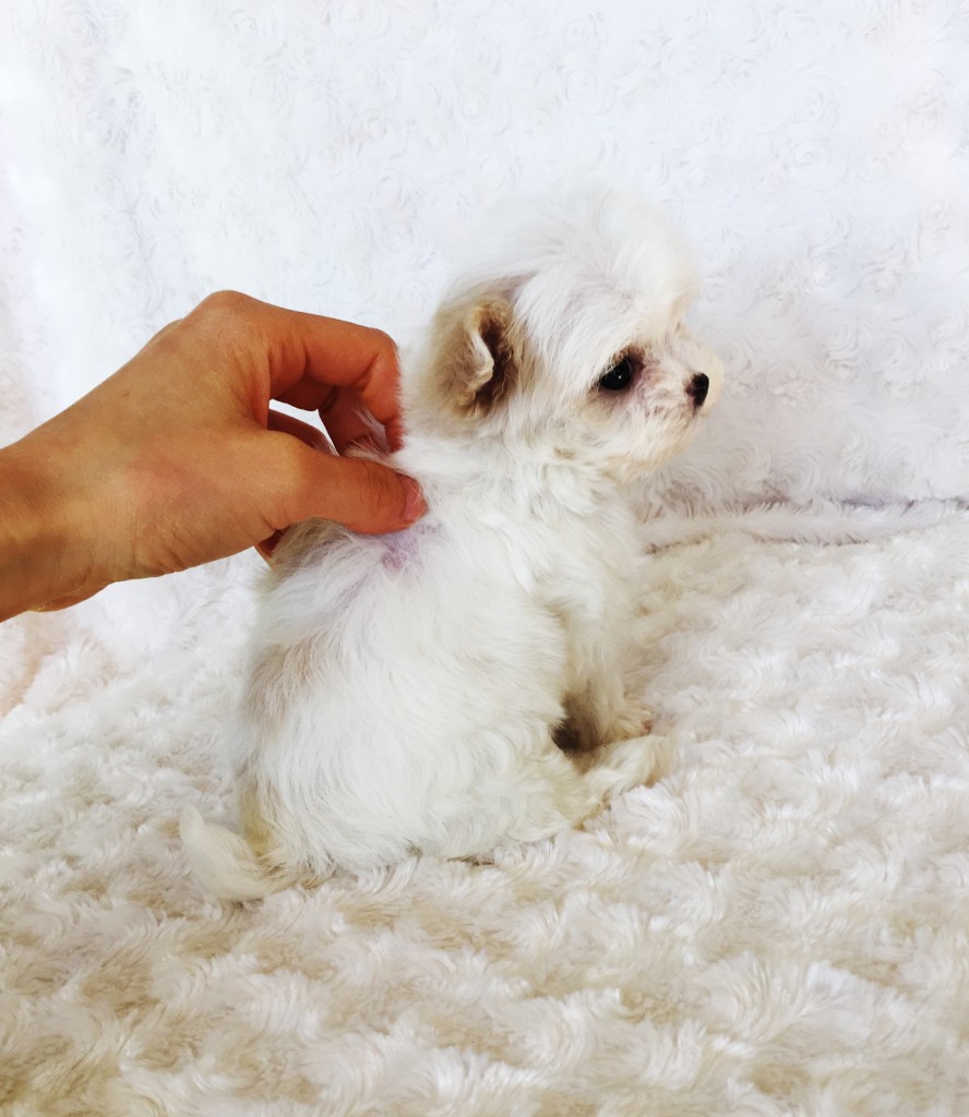 Micro Teacup Cream/Tan Maltipoo Puppy for sale!! More pics "PIXIE ...