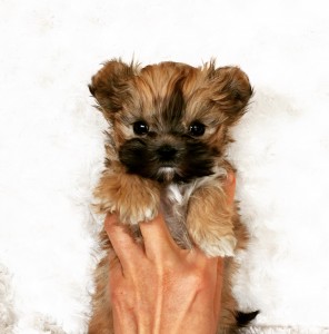 Micro Teacup Morkie - Xxs Beautiful color! - iHeartTeacups