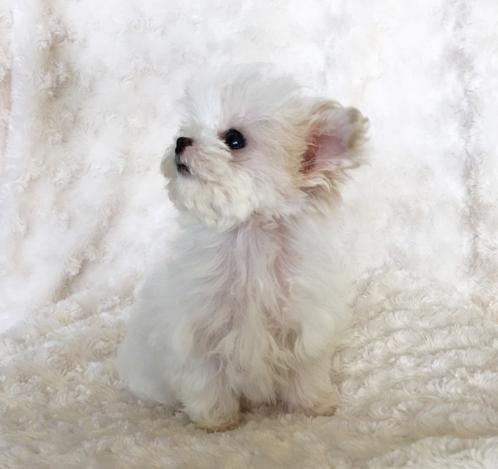 Micro Teacup Cream/Tan Maltipoo Puppy for sale!! More pics "PIXIE ...