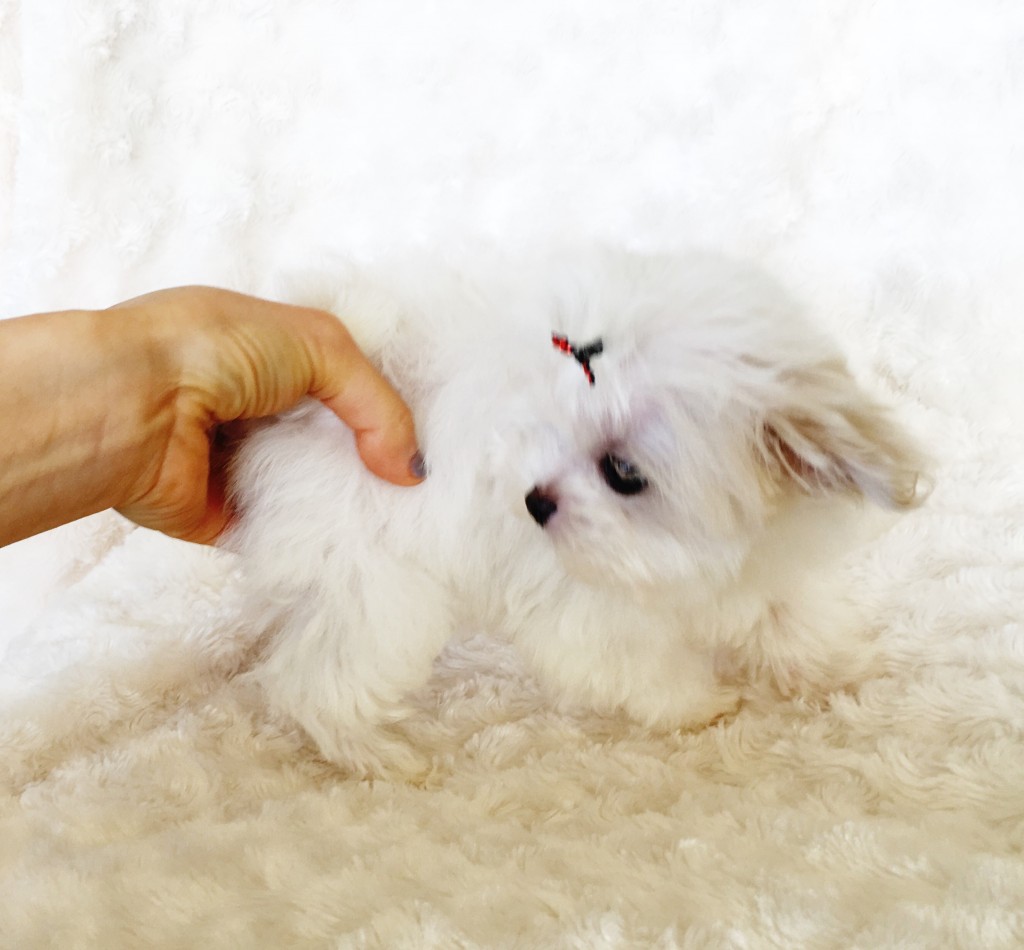 Micro Teacup Cream/Tan Maltipoo Puppy for sale!! More pics "PIXIE ...