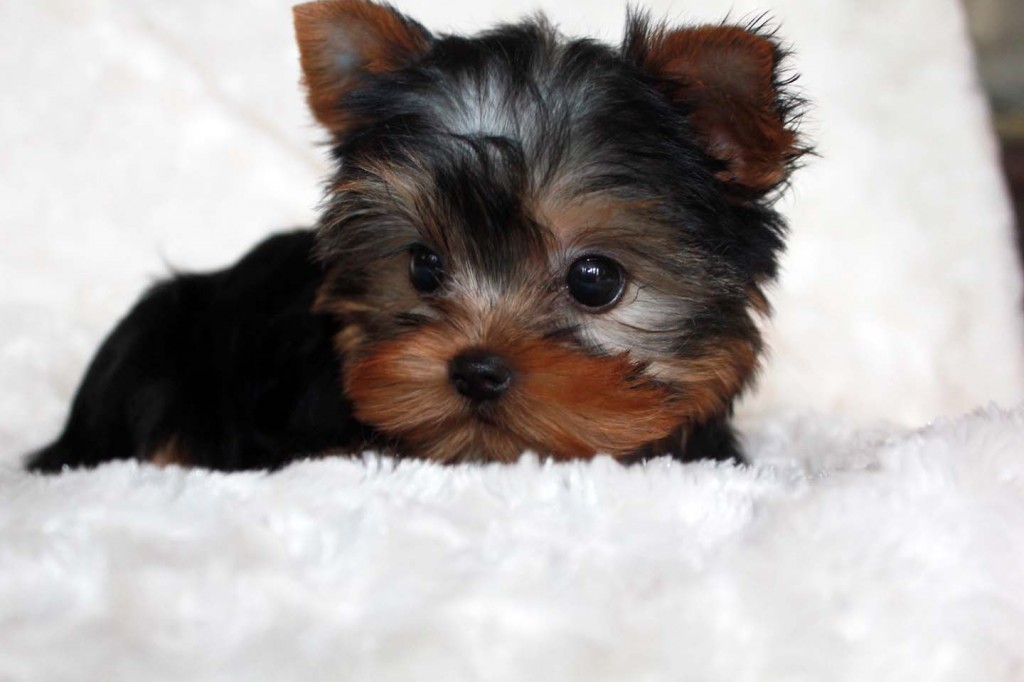 Micro Teacup Yorkie Puppy for sale! - iHeartTeacups