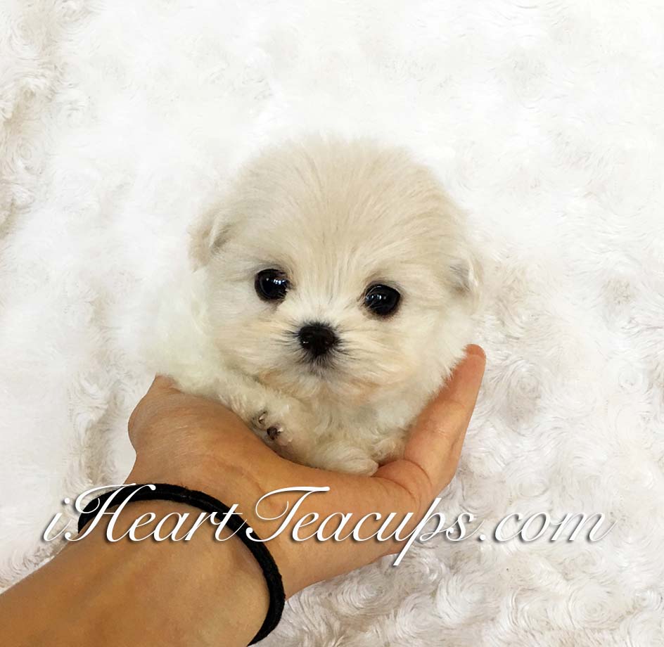 Micro Teacup Morkie "itty bitty" she is 1 in a mill! - iHeartTeacups