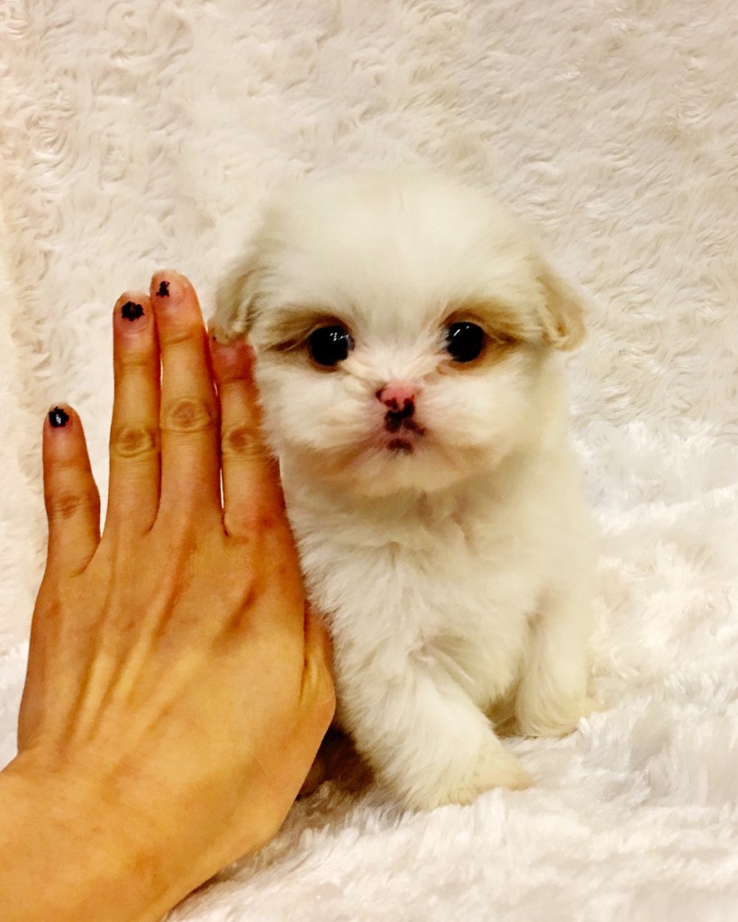 Tiny Teacup Maltipoo Puppy! XS - iHeartTeacups
