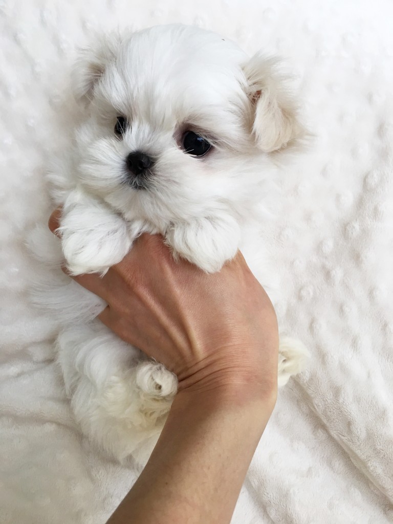 Teacup Maltese Puppy for sale! - iHeartTeacups