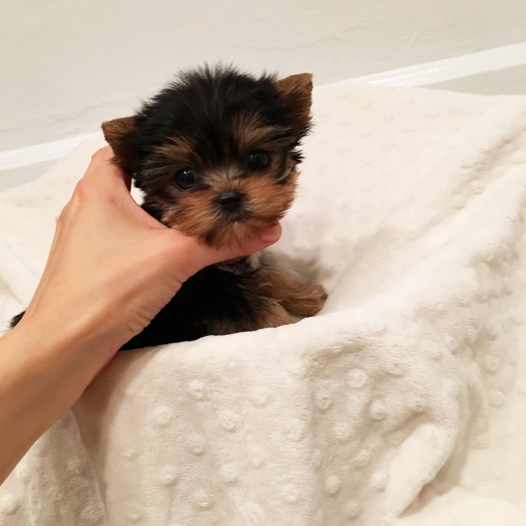 Micro Teacup Yorkie Puppy! - iHeartTeacups