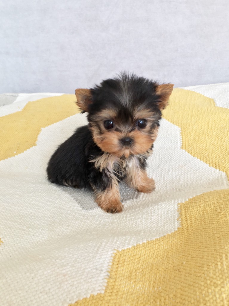 teacup yorkie Archives - iHeartTeacups