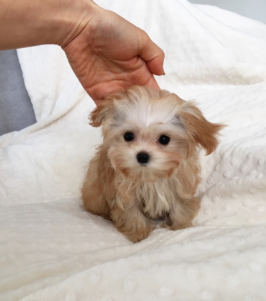 Teacup Maltipoo Puppy! - iHeartTeacups