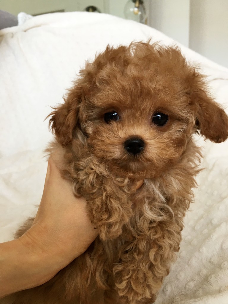 Teacup Red Maltipoo Puppy! Rachel - iHeartTeacups