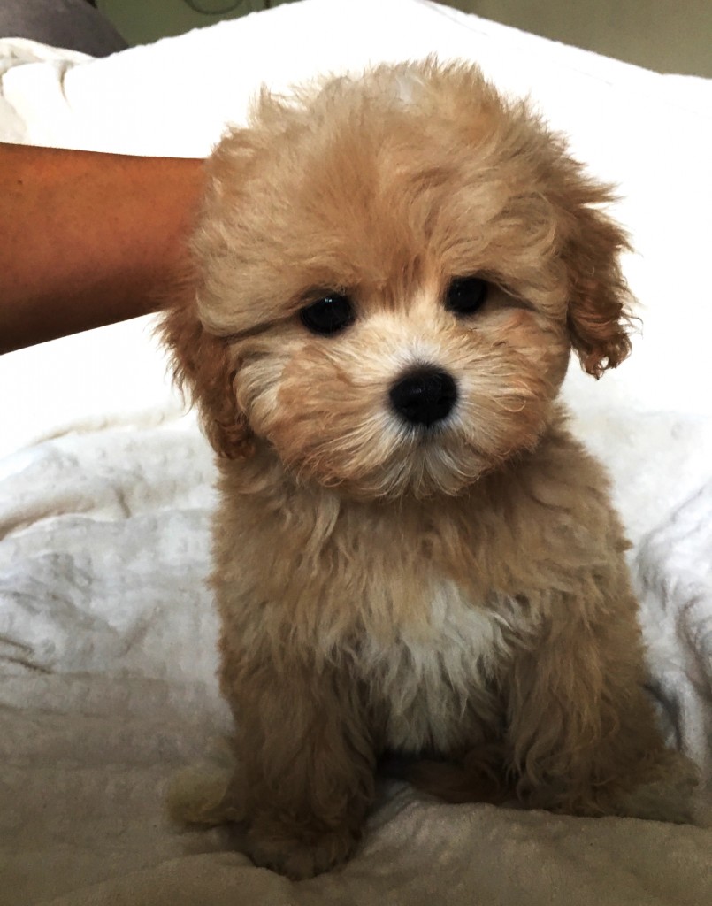 Toy Maltipoo Puppy! - iHeartTeacups