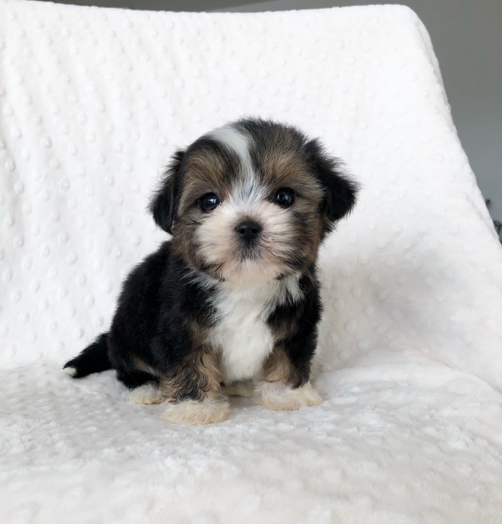Parti Morkie Puppy Teddy Face! - iHeartTeacups