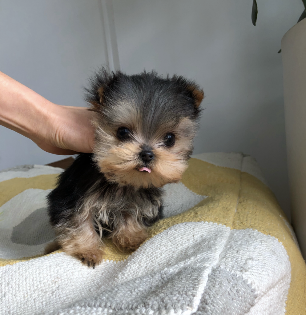MICRO EXTREME XXXS TEACUP YORKIE PUPPY - iHeartTeacups