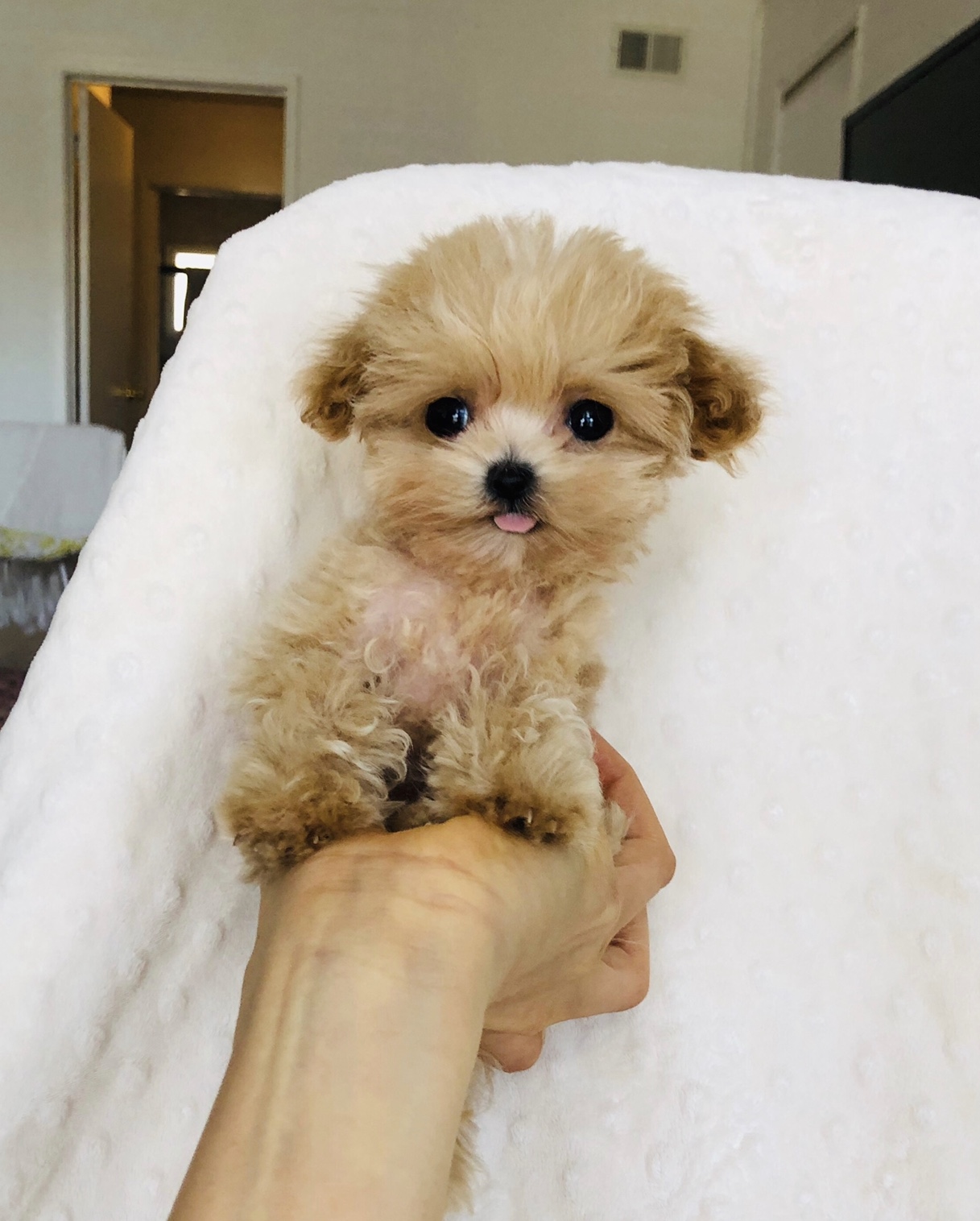MIcro Teacup Maltipoo purse Puppy for sale los angeles, ca - iHeartTeacups