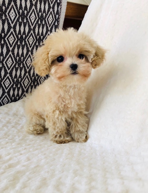 iHeartTeacups - Page 9 of 27 - We have beautiful and tiny Teacup and ...