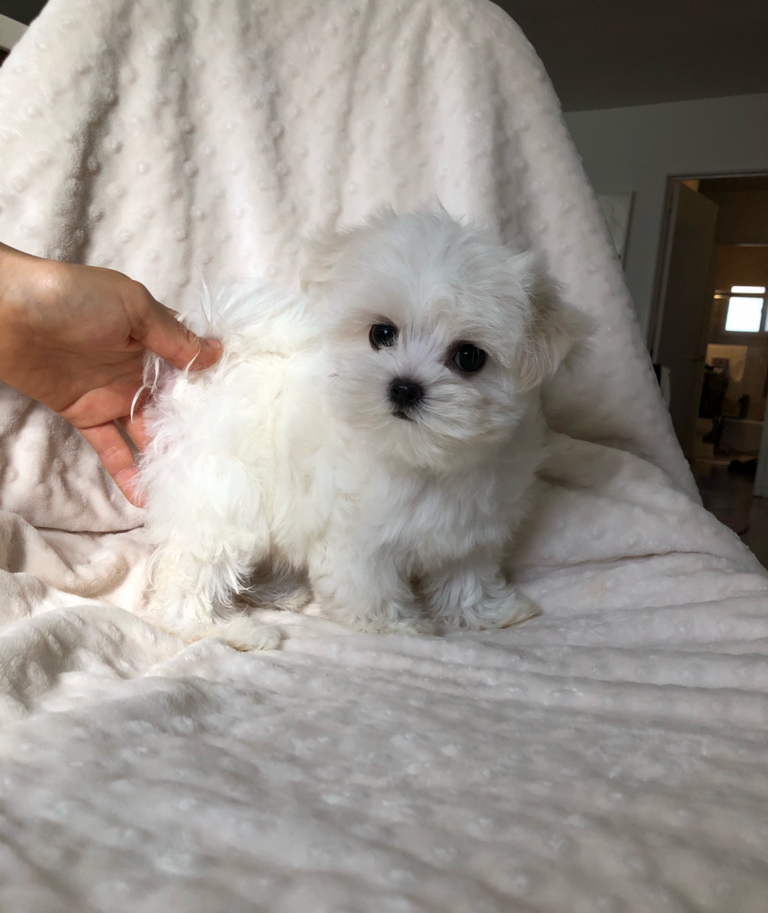 Teacup Maltese Puppy white for sale! - iHeartTeacups