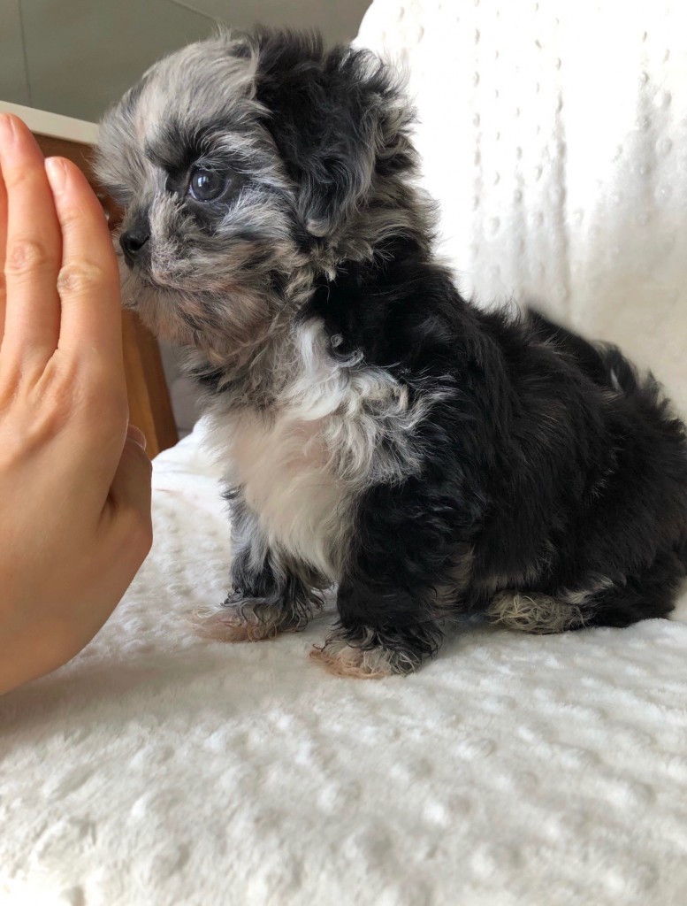 Rare merle female shih poo puppy! - iHeartTeacups