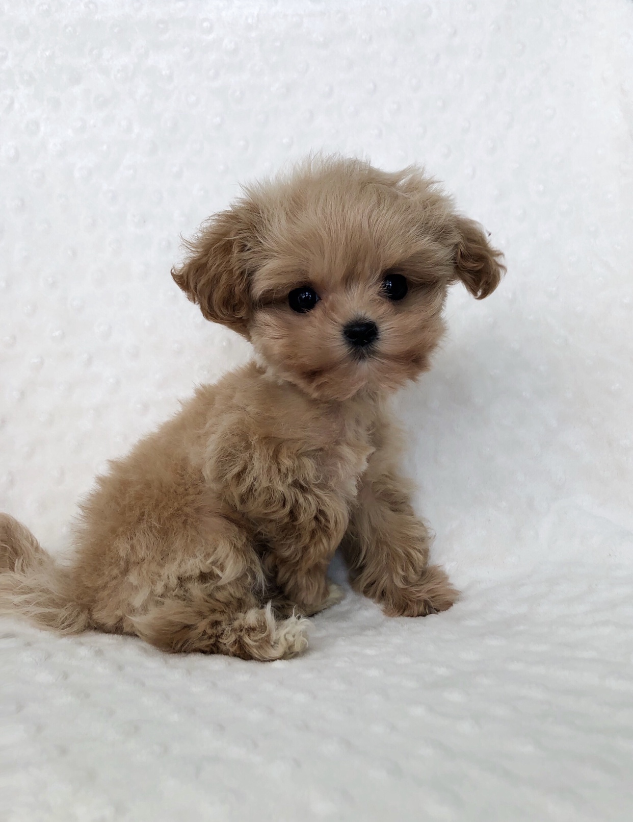 Micro Tiny Teacup Maltipoo Rare color!! - iHeartTeacups