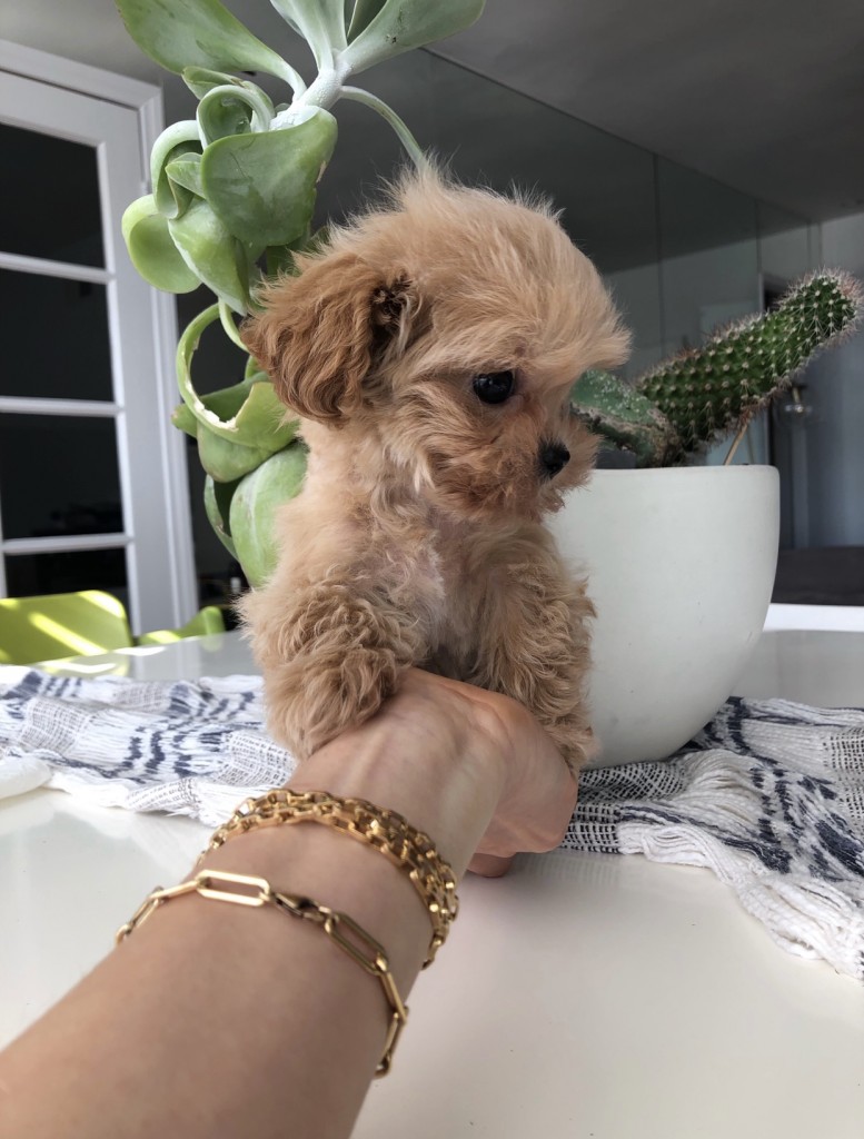 Micro Tiny Teacup Maltipoo Rare color!! - iHeartTeacups