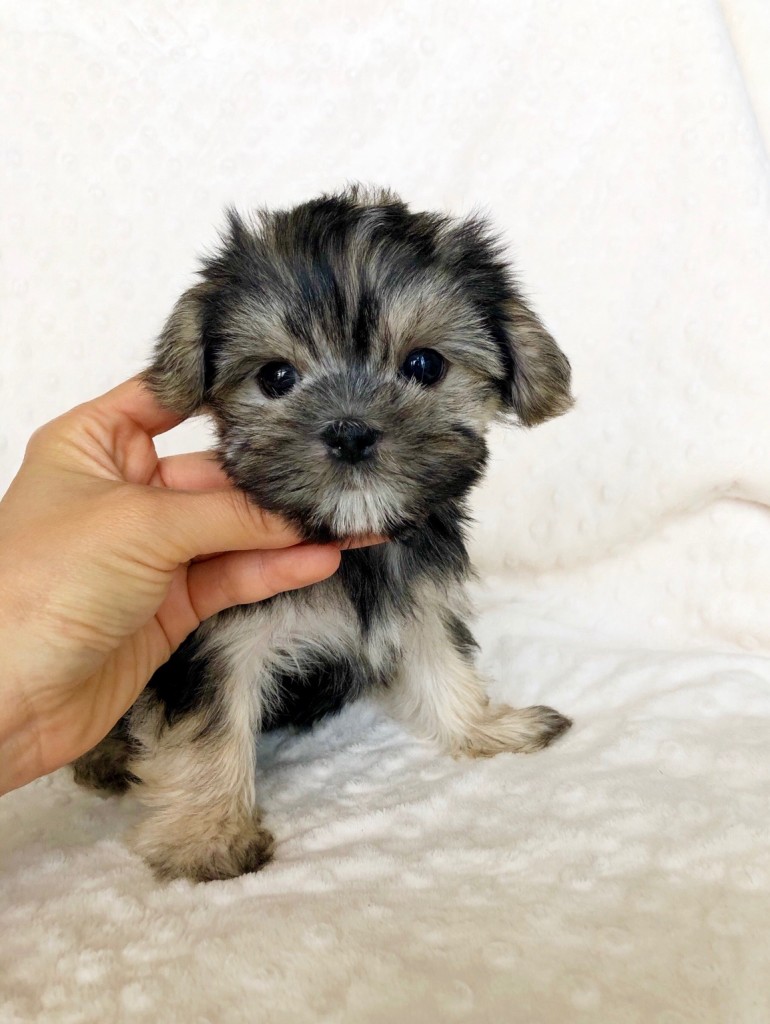 Teensy baby doll face morkie puppy! - iHeartTeacups