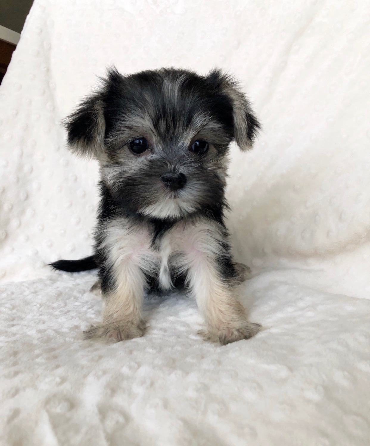 Tiny Teacup Morkie Female Puppy!! Poppy - iHeartTeacups