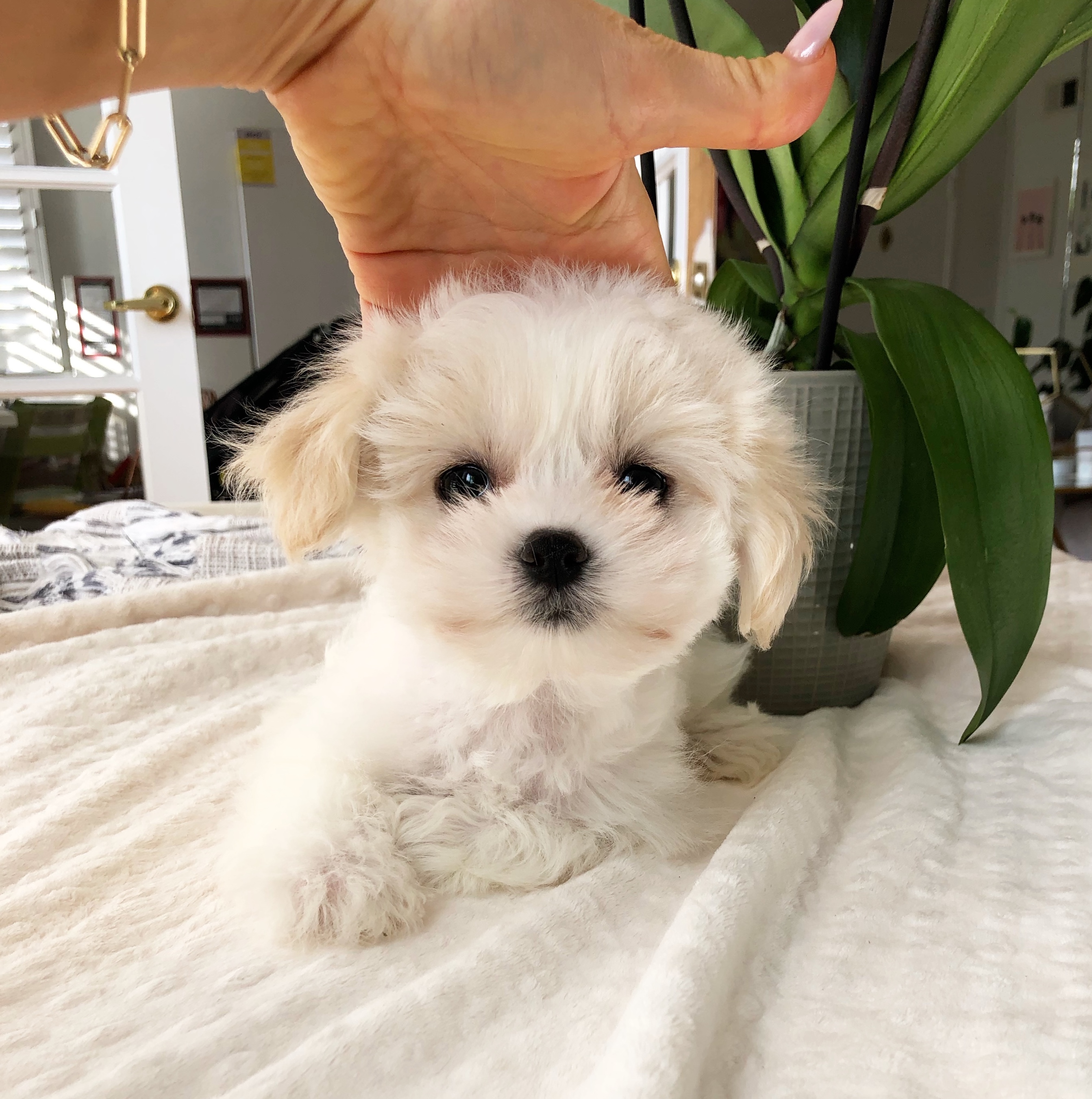 Teacup Maltipoo Puppy Teddy Face!! - iHeartTeacups