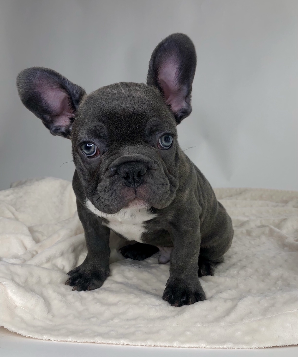 French Bulldog Frenchie Puppy blue brindle! - iHeartTeacups