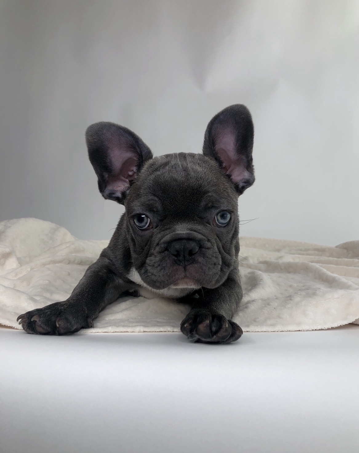 French Bulldog Frenchie Puppy blue brindle! - iHeartTeacups