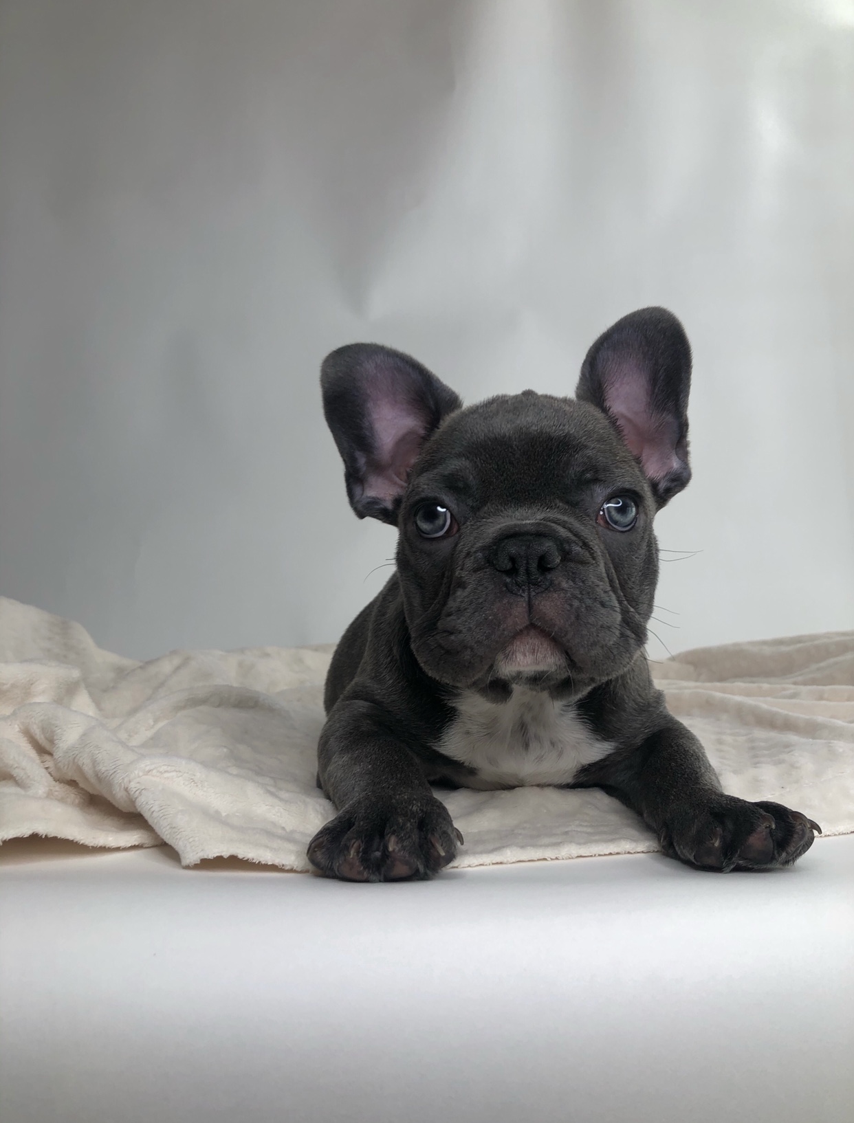 French Bulldog Frenchie Puppy blue brindle! - iHeartTeacups