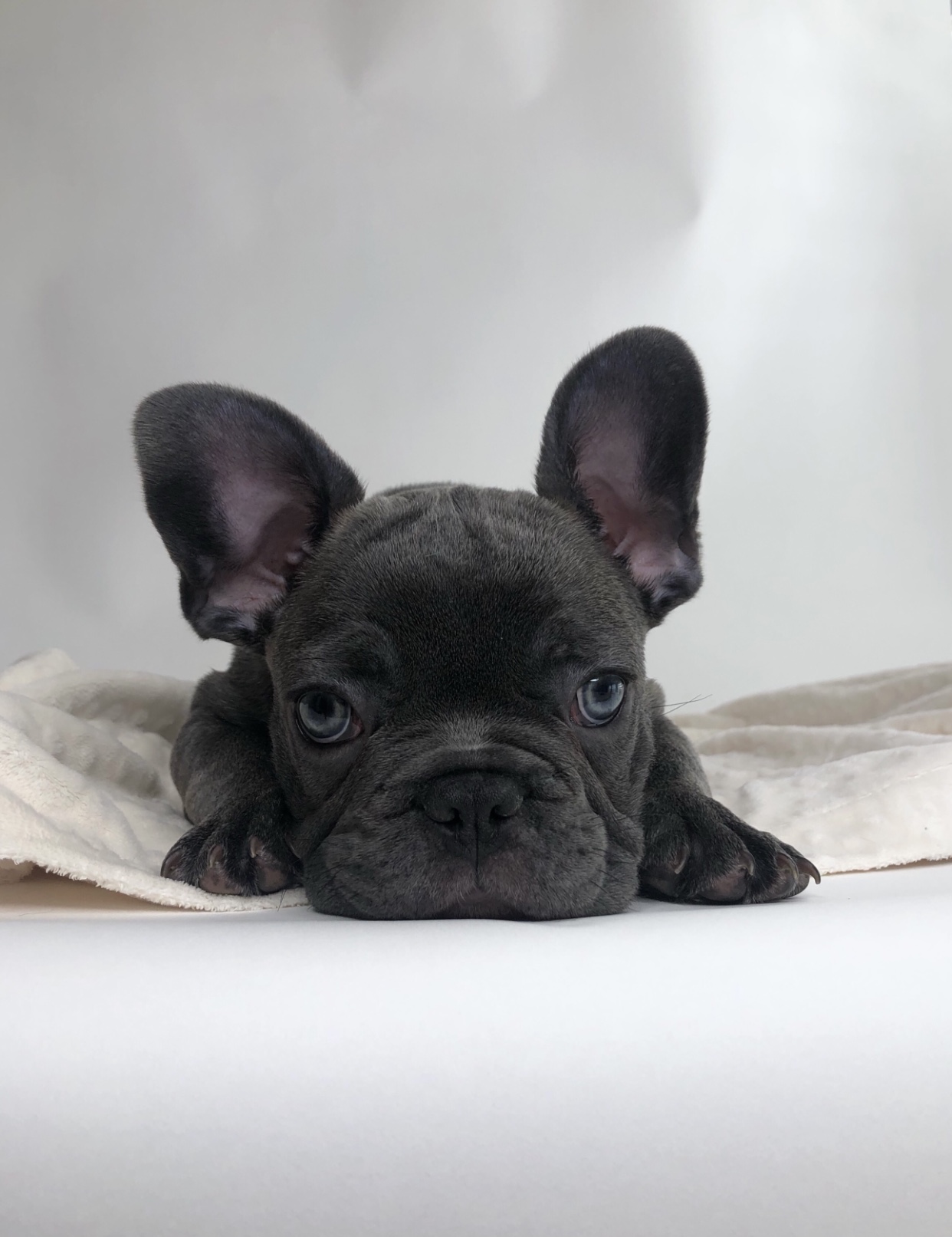 French Bulldog Frenchie Puppy blue brindle! - iHeartTeacups