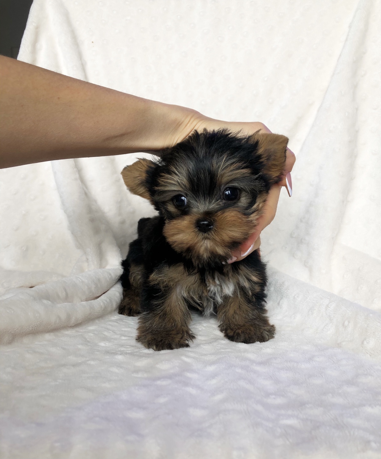 Micro Teacup Yorkie Puppy!! - iHeartTeacups