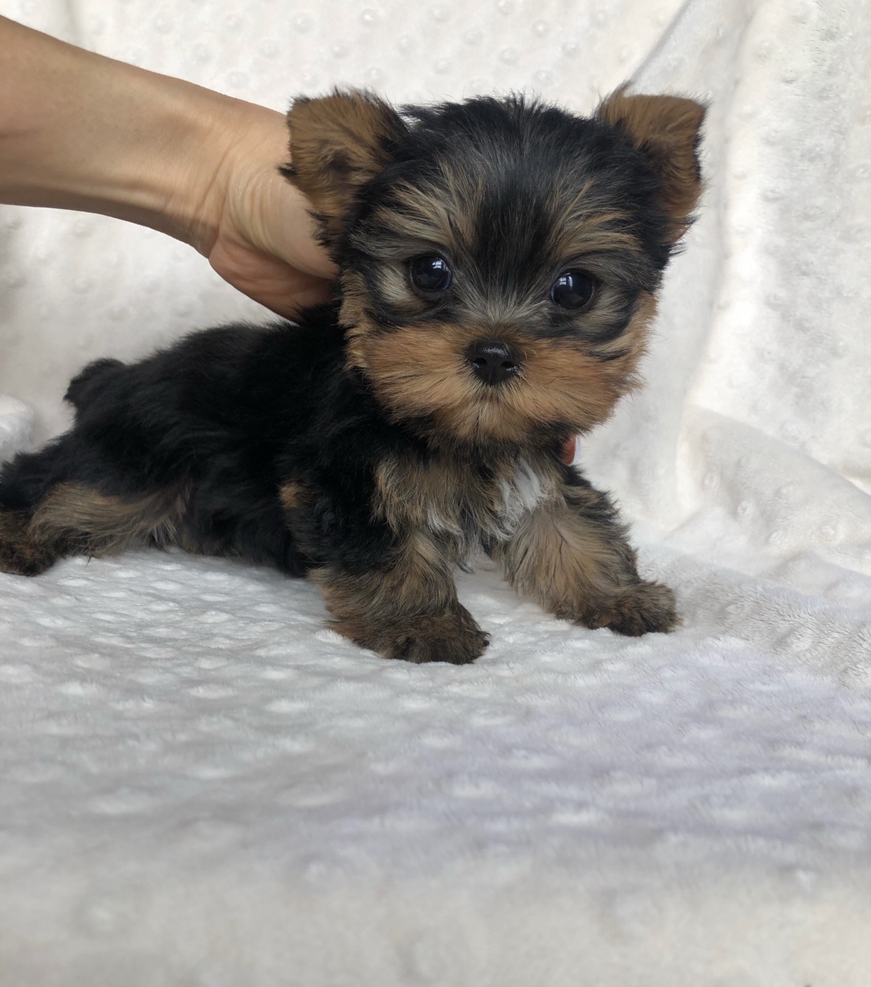 Micro Teacup Yorkie Puppy!! - iHeartTeacups