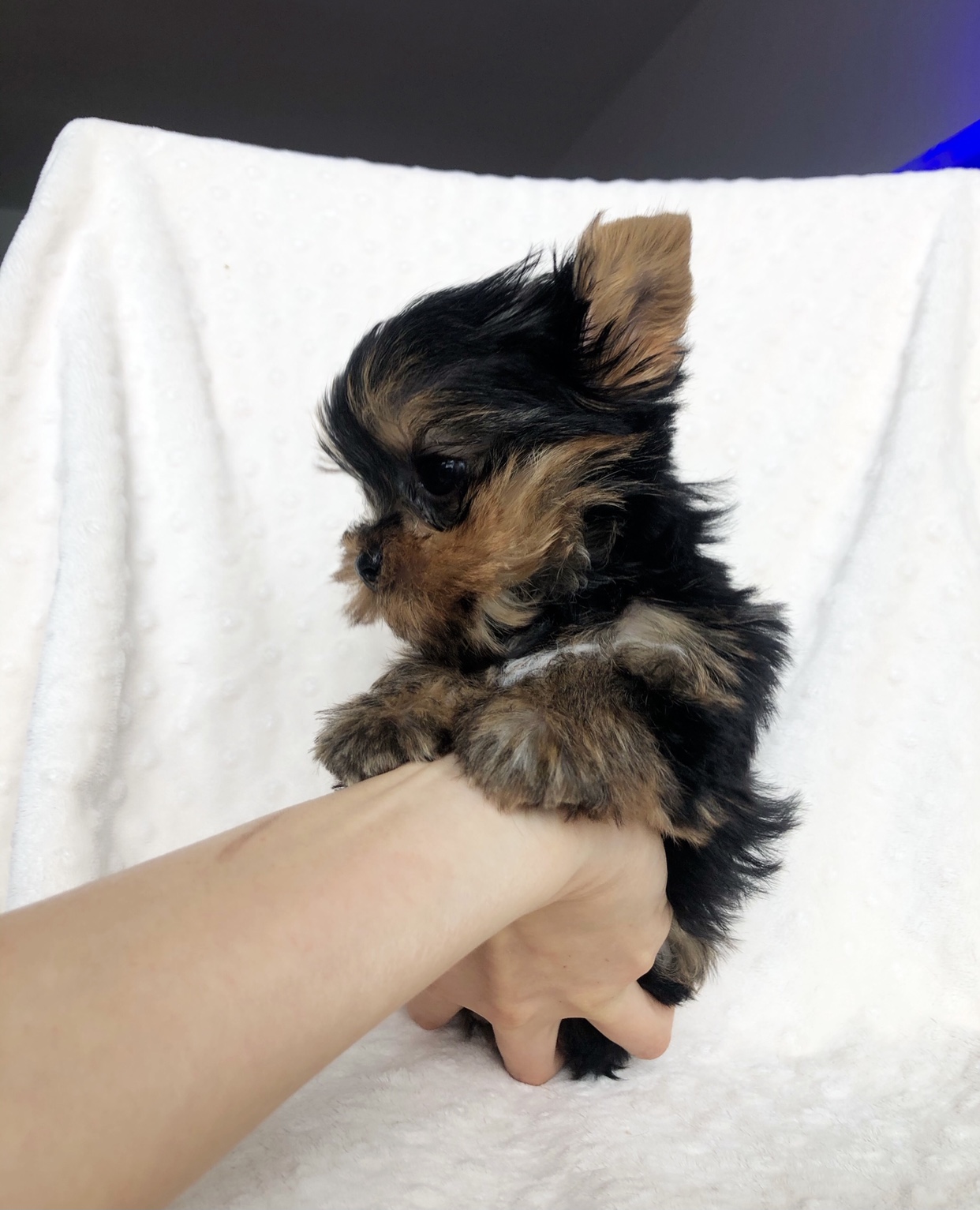 Micro Teacup Yorkie Puppy!! - iHeartTeacups