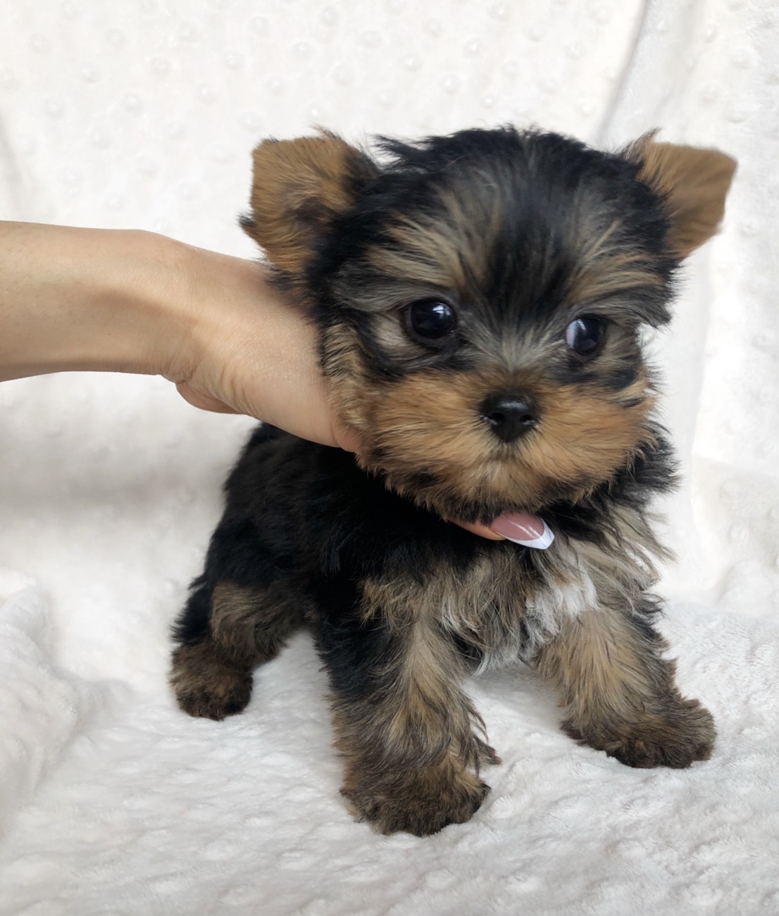 Micro Teacup Yorkie Puppy!! - iHeartTeacups