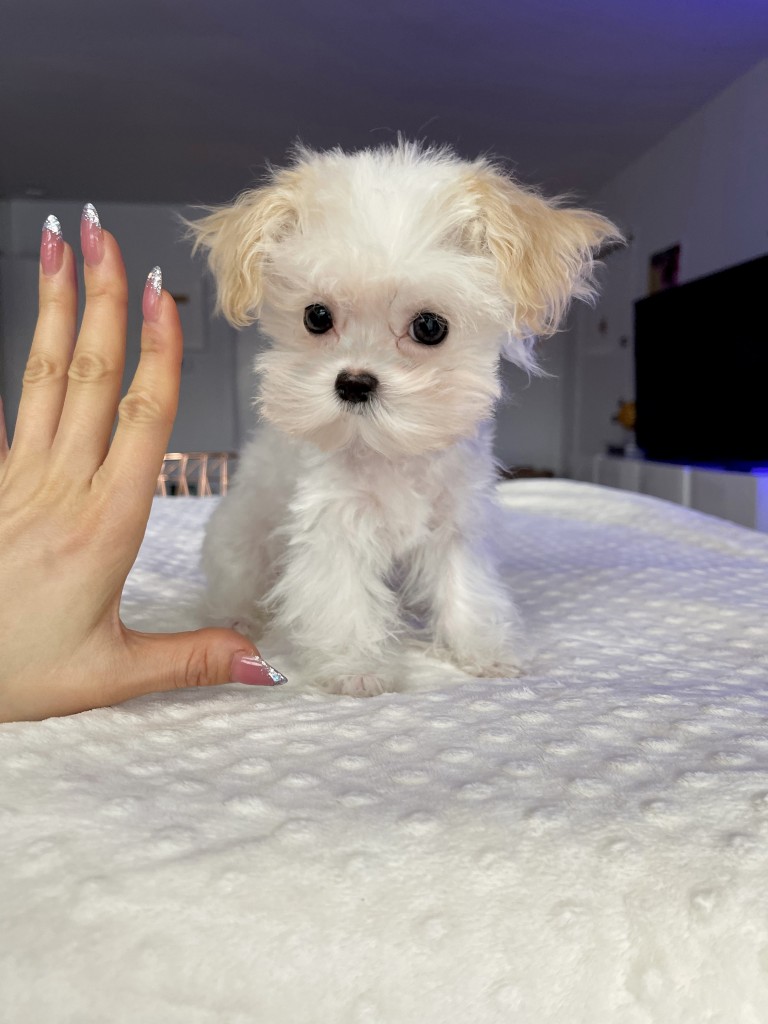 TINY TEACUP POCKET MALTIPOO MALTIPU PUPPY - iHeartTeacups