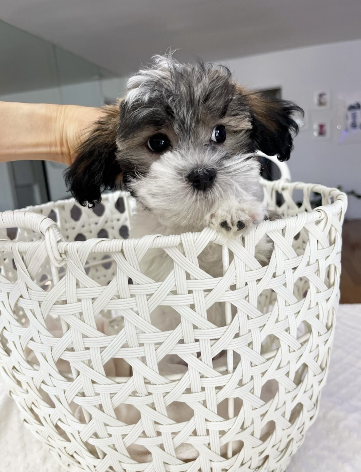 TEACUP MALTIPOO tri-colored PUPPY FOR SALE! LOS ANGELES - iHeartTeacups