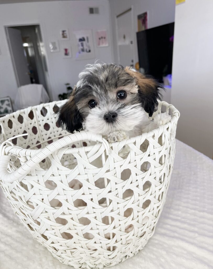 TEACUP MALTIPOO tri-colored PUPPY FOR SALE! LOS ANGELES - iHeartTeacups