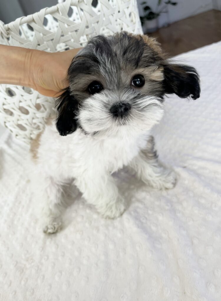TEACUP MALTIPOO tri-colored PUPPY FOR SALE! LOS ANGELES - iHeartTeacups