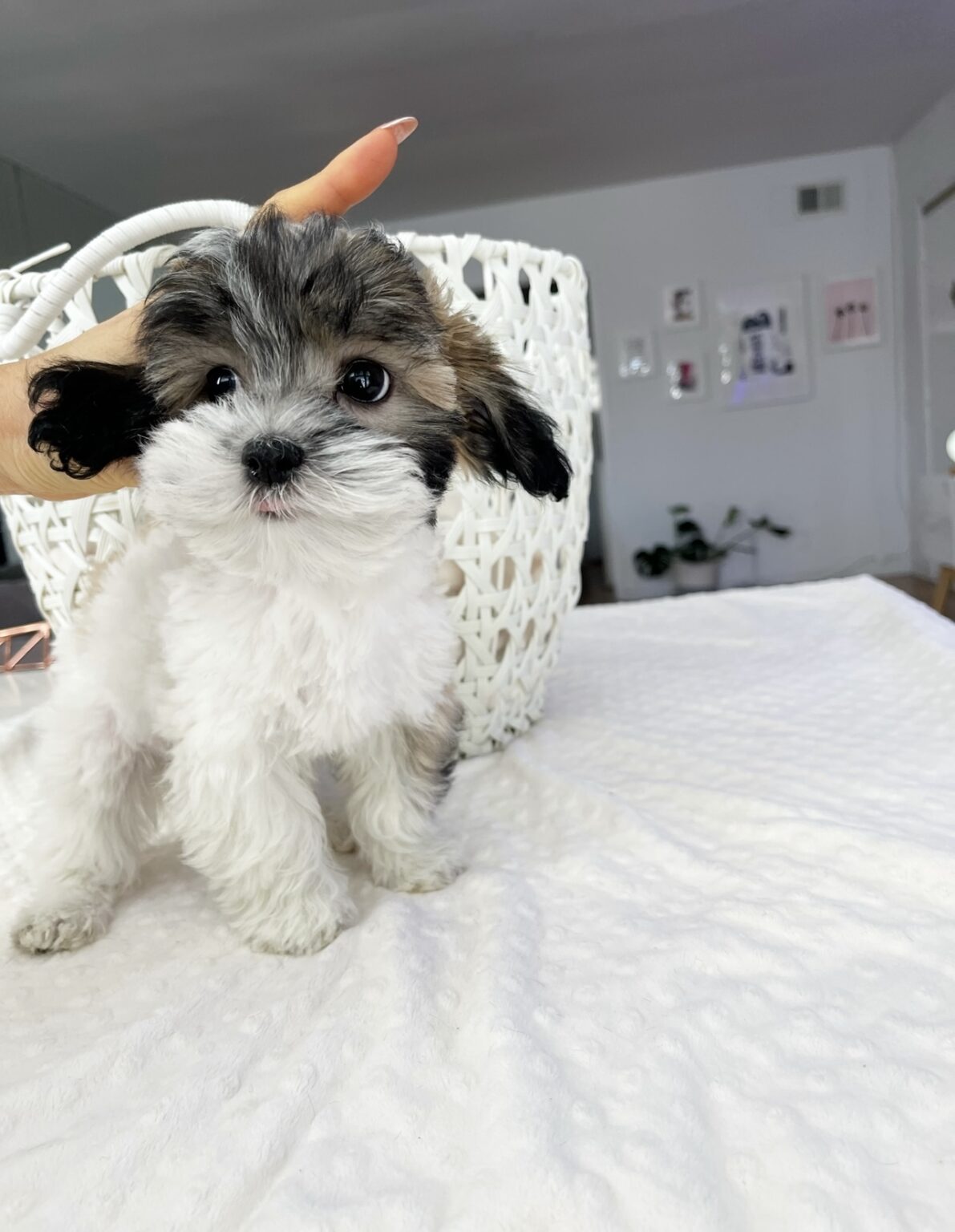 TEACUP MALTIPOO tri-colored PUPPY FOR SALE! LOS ANGELES - iHeartTeacups