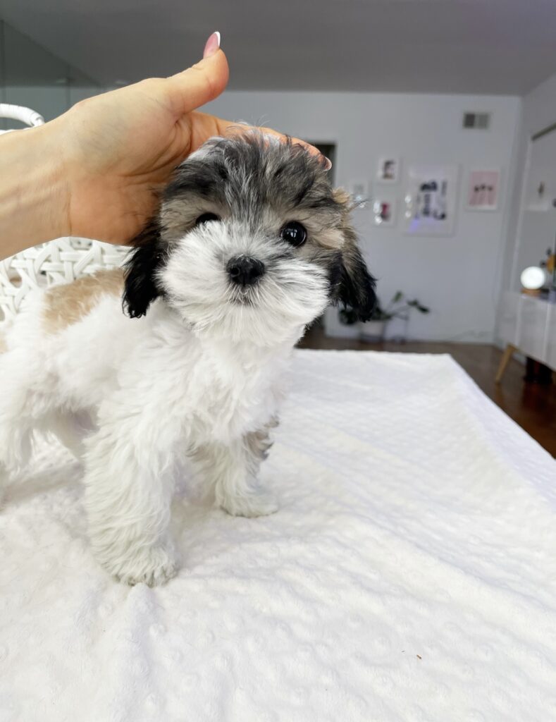 TEACUP MALTIPOO tri-colored PUPPY FOR SALE! LOS ANGELES - iHeartTeacups