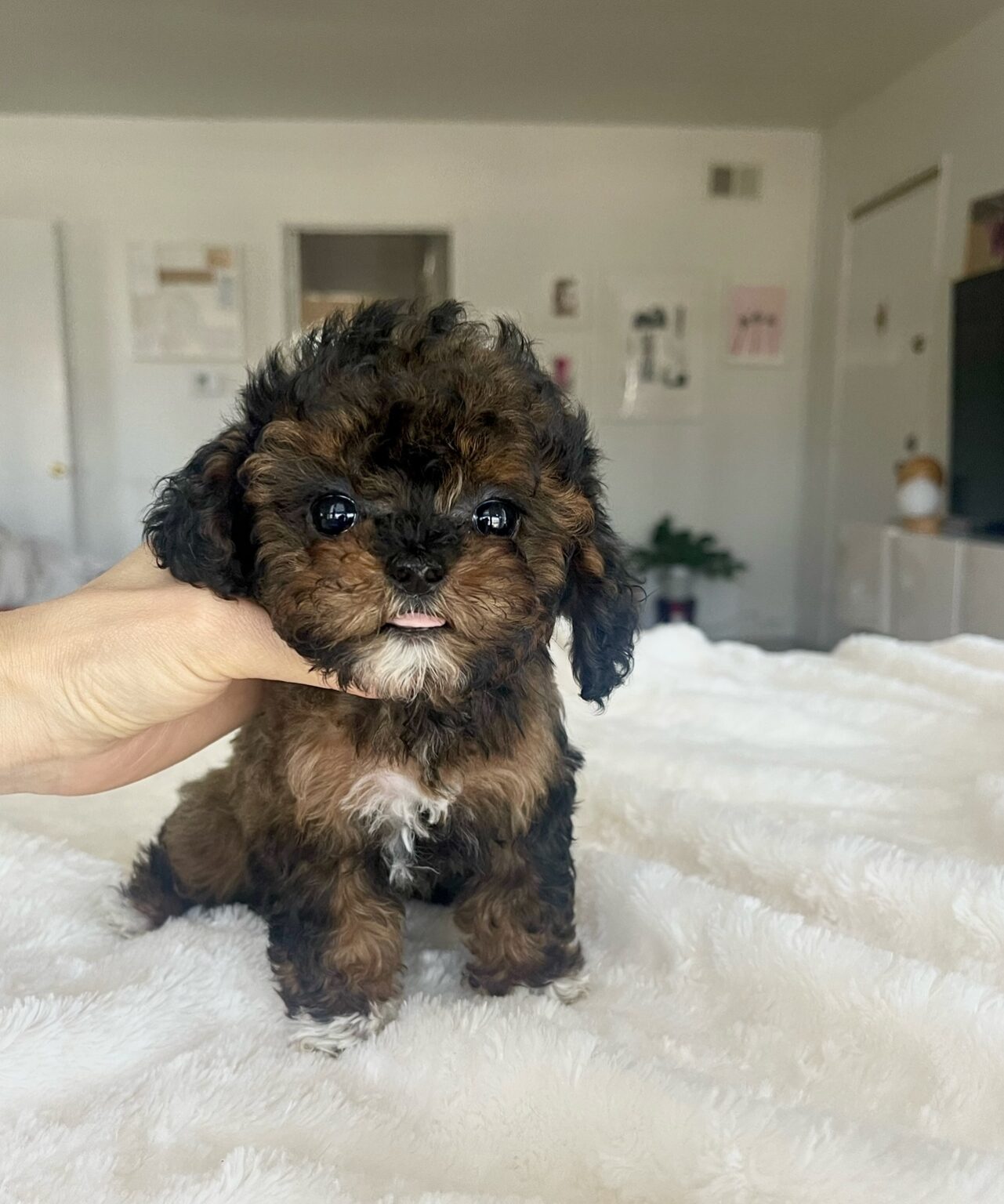 iHeartTeacups - We have beautiful and tiny Teacup and Micro mini sized ...